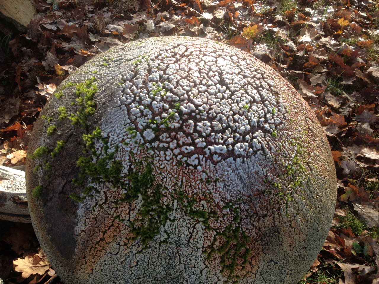 Grand Astre | Cridart